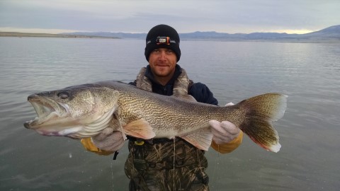Montana Walleyes Unlimited - 2016 Spawning Report